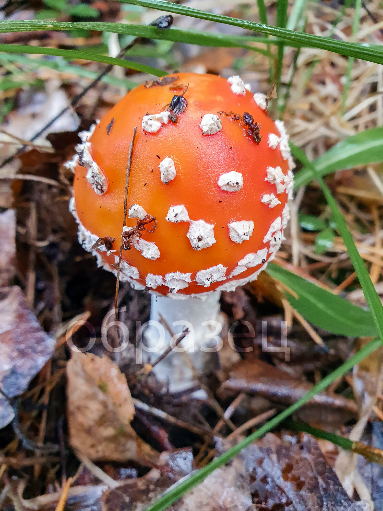 Постер фотография А4 "Мухомор"