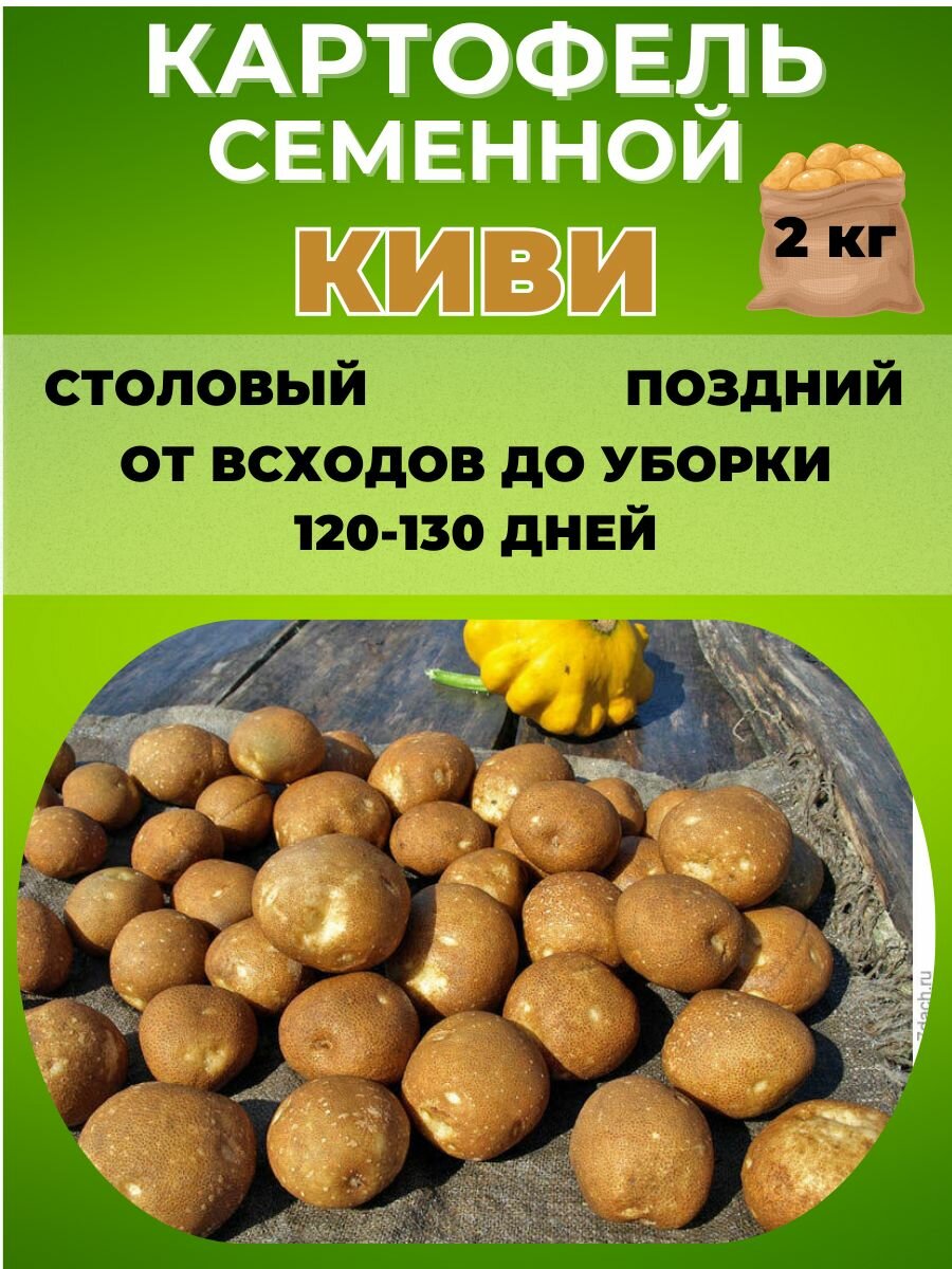 Картофель семенной Киви, клубни для посадки