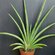 Сансевиерия Пирсона, Sansevieria Pearsonii, семена
