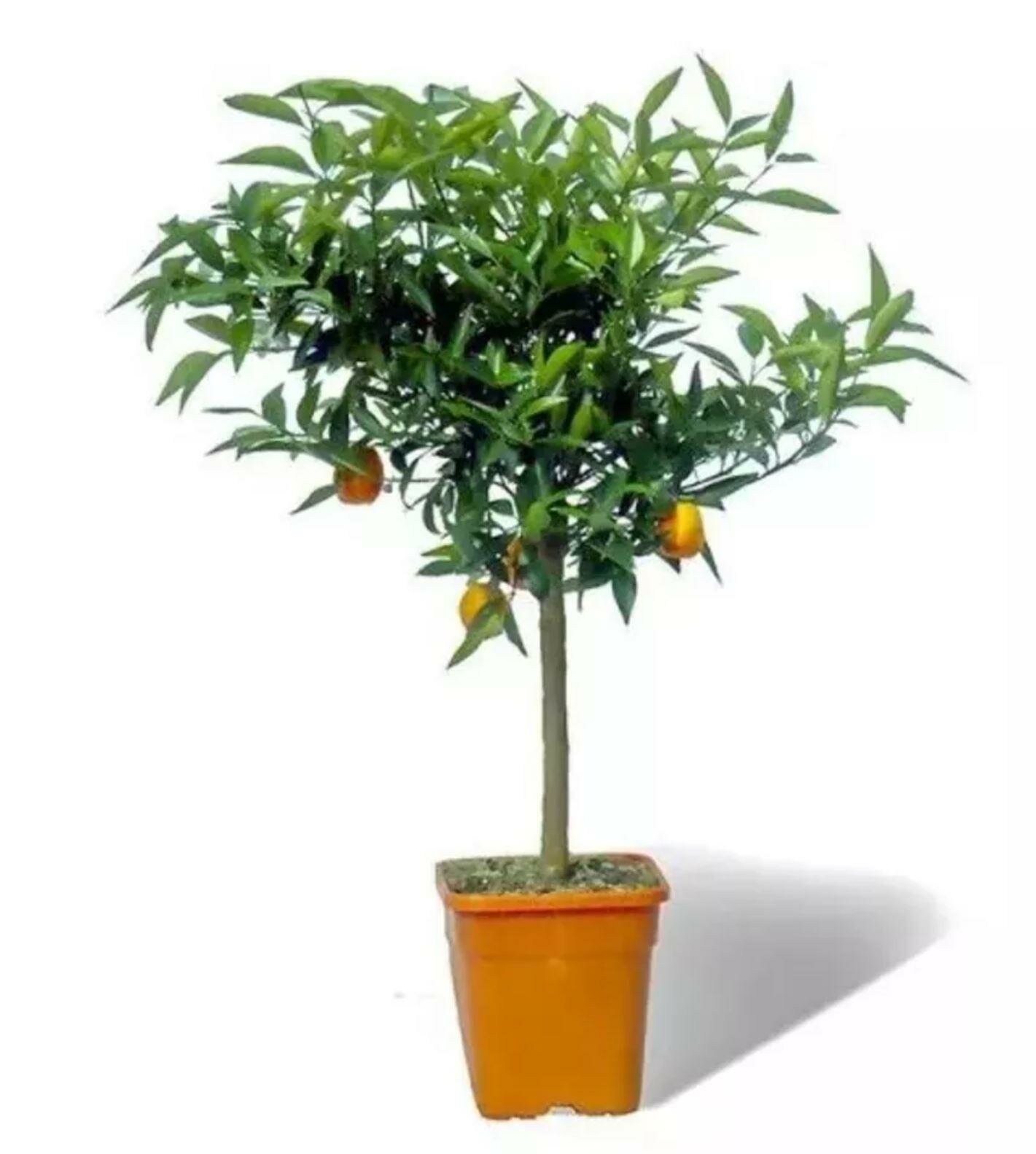 Кумкват Реале - Fortunella Reale D21 H70