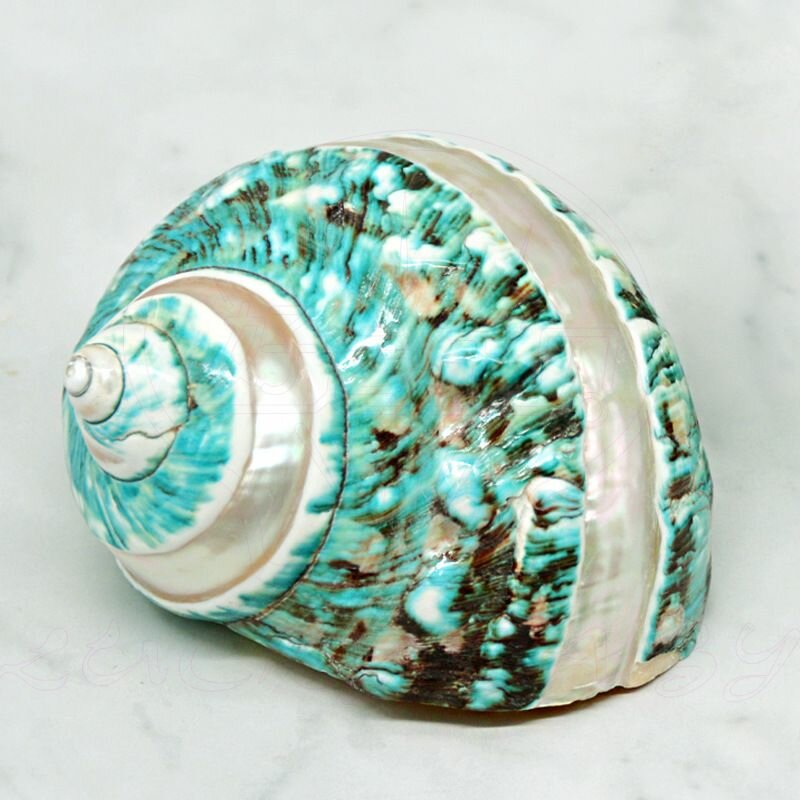 Ракушка морская, натуральная Турбо с полосой