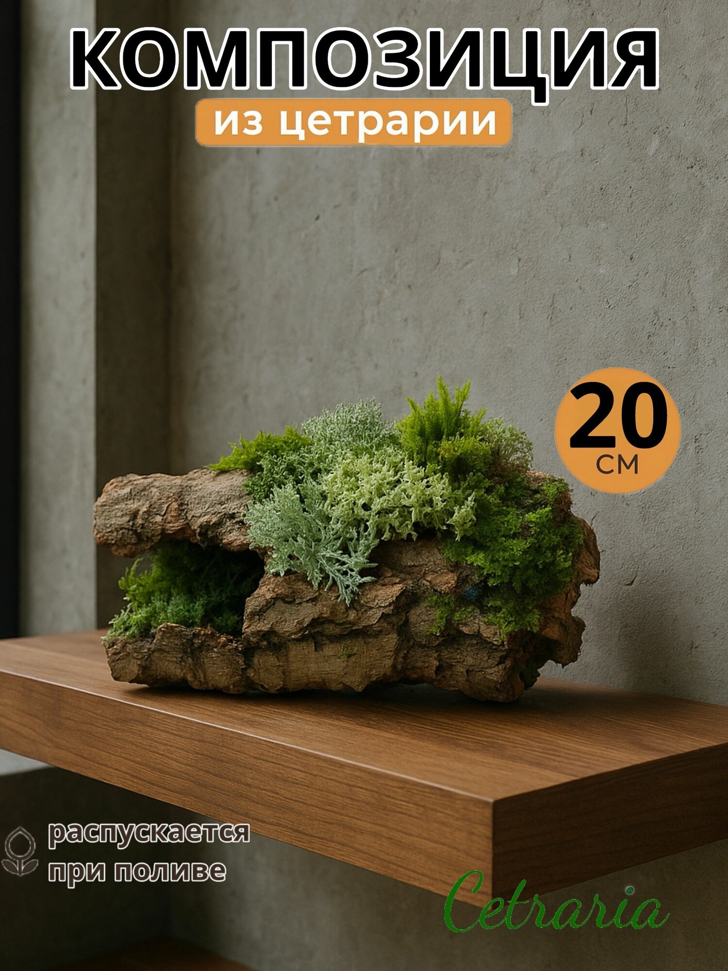 Композиция из Цетрарии на природной коре - интерьерный декор ручной работы