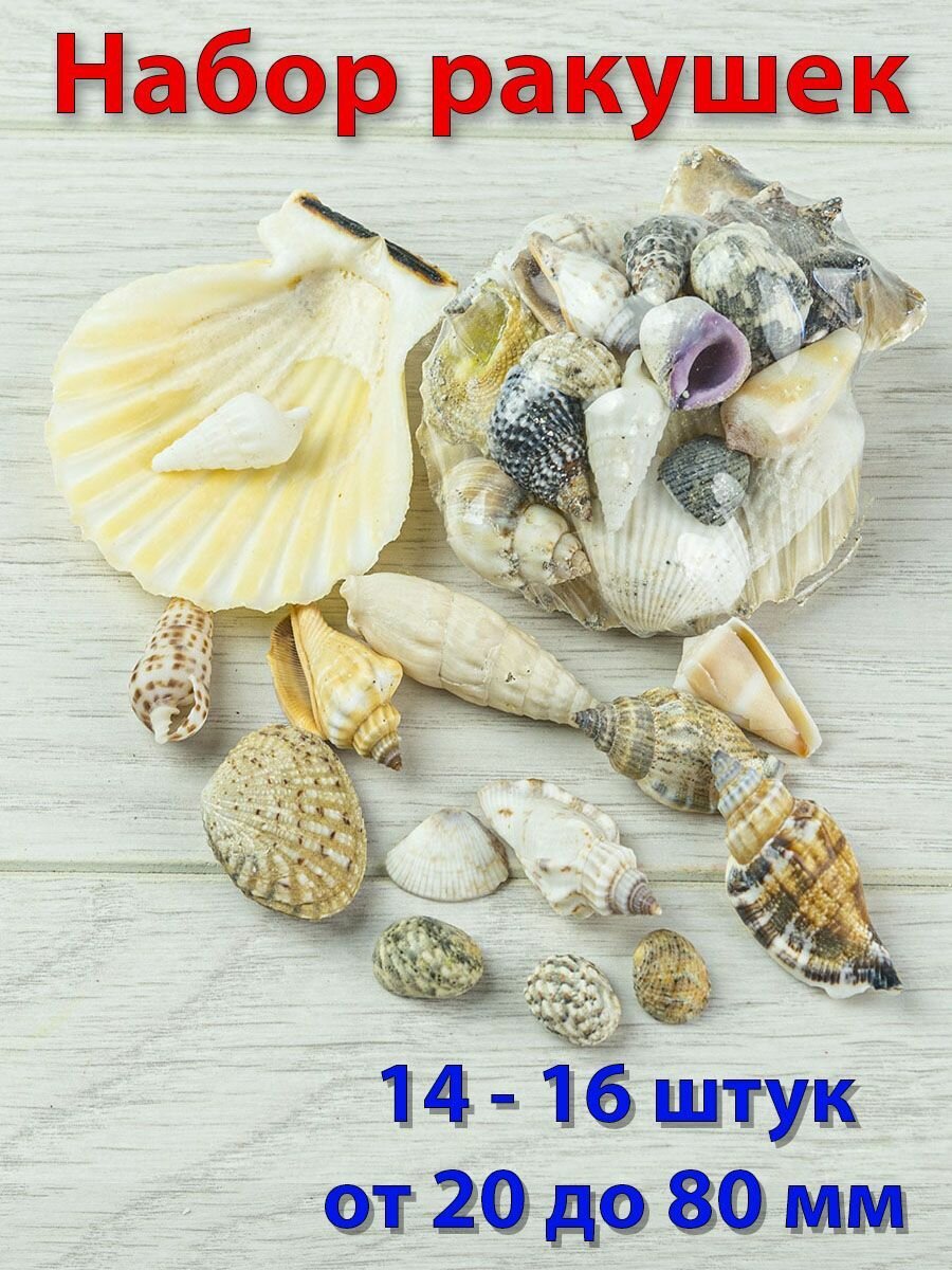 Набор ракушек морских Случайные ракушки 14 - 16 штук