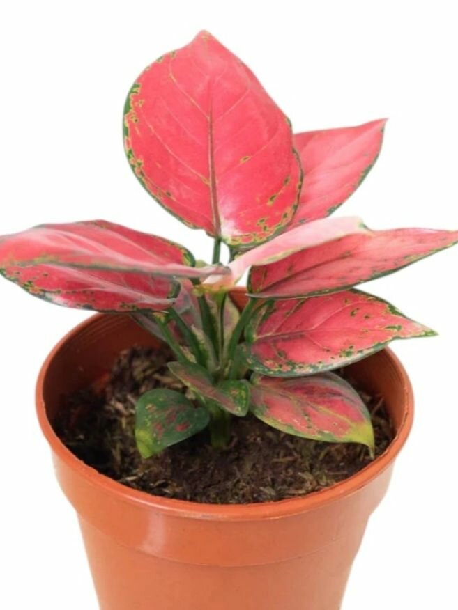 Аглаонема Оспишес Ред 15 см.