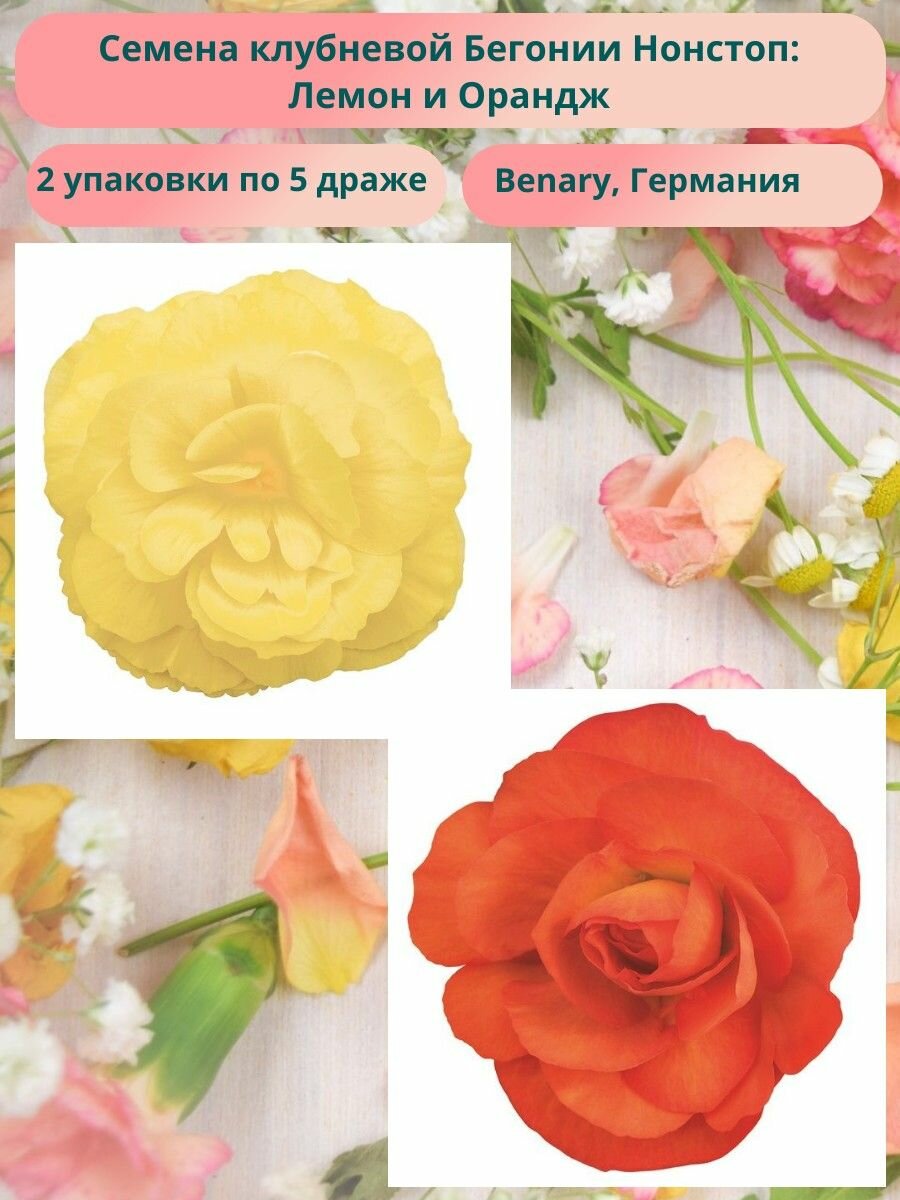 Бегония клубниевая семена Нонстоп Лемон и Орандж 2 упаковки по 5 драже в пробирке, Benary, Германия