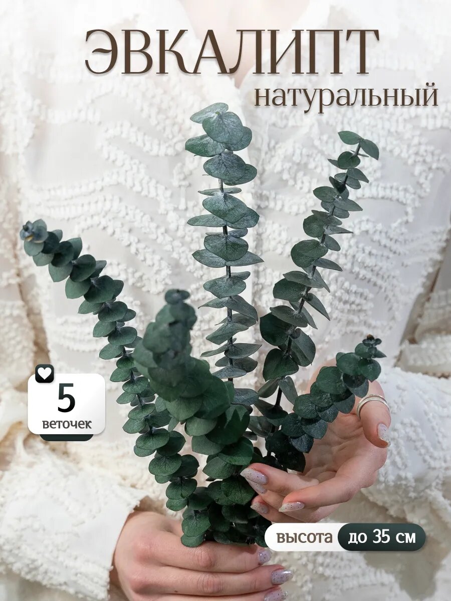 Эвкалипт бейби блю натуральный 5 шт, сухоцветы для декора