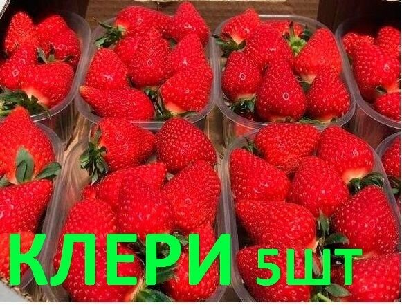 Рассада. Клубника Клери