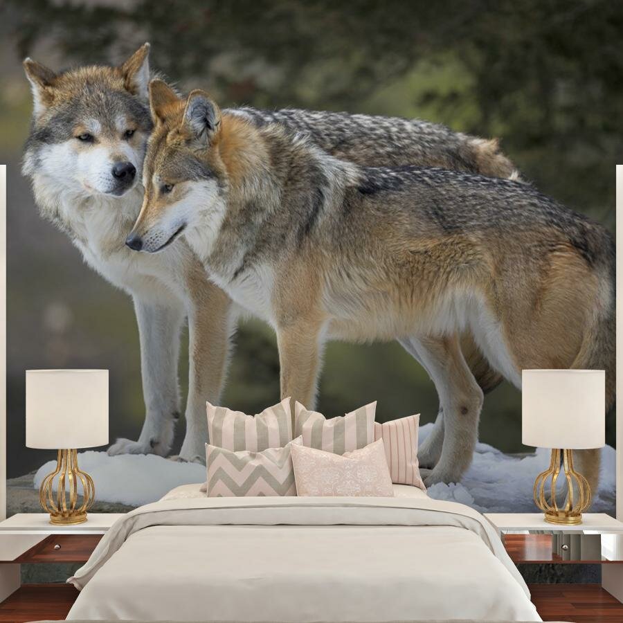 Фотообои Волки. Двое. 9-2068-S-Флок 270 x 200 см (ВхШ) Бесшовные, флизелиновые, влагостойкие обои MasterFresok