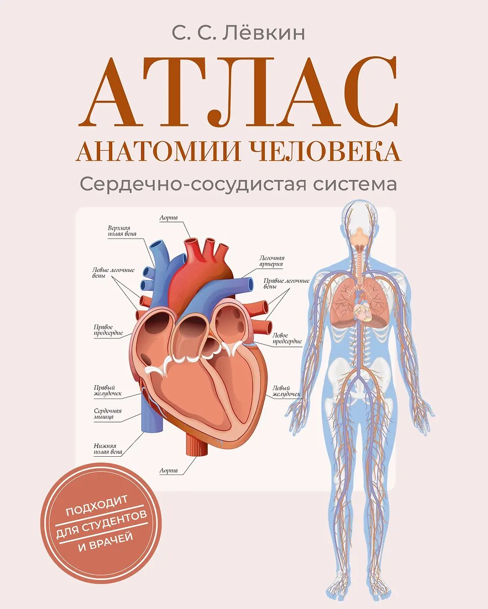Книга по медицине АСТ "Атлас анатомии человека. Сердечно-сосудистая система" Лёвкин С. С, 2025 год
