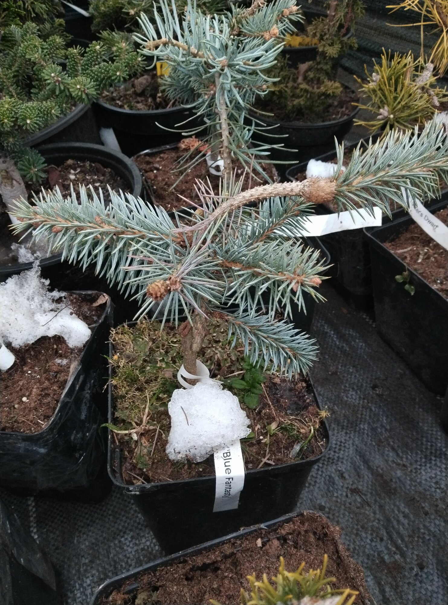 Ель колючая Блю Фэнтези, с2