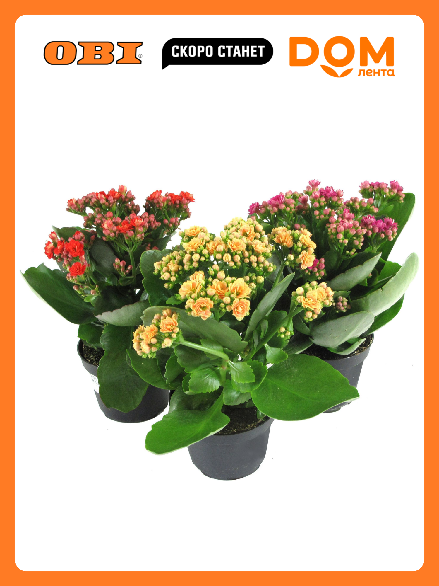 Растение Каланхоэ H20, неприхотливое, многолетнее, умеренное освещение, умеренный полив