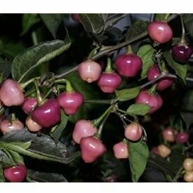 Семена Острый перец Cheiro roxa, 5 семян + подарок