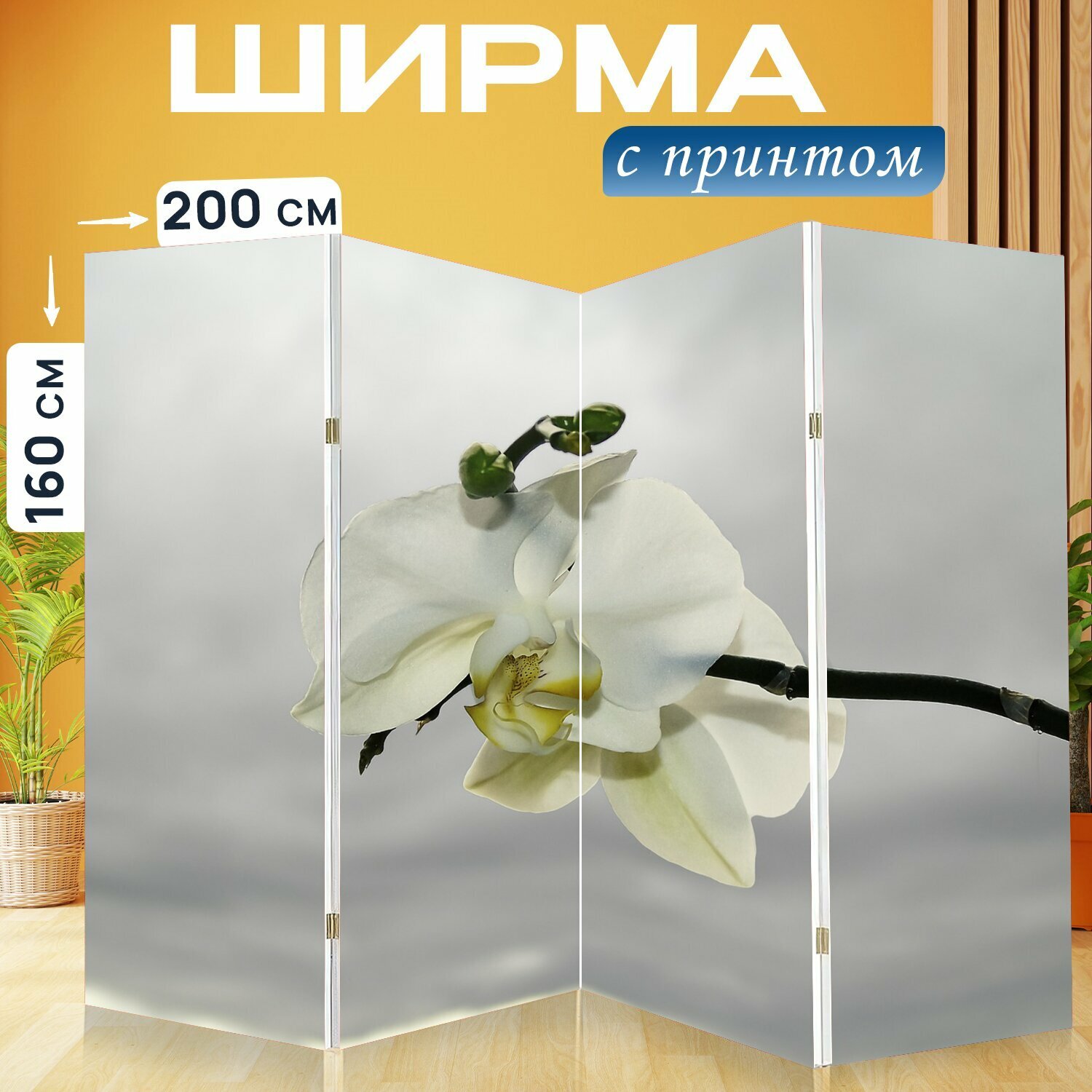 Ширма "Орхидея, белый, цветок" раскладная перегородка для зонирования с принтом на холсте