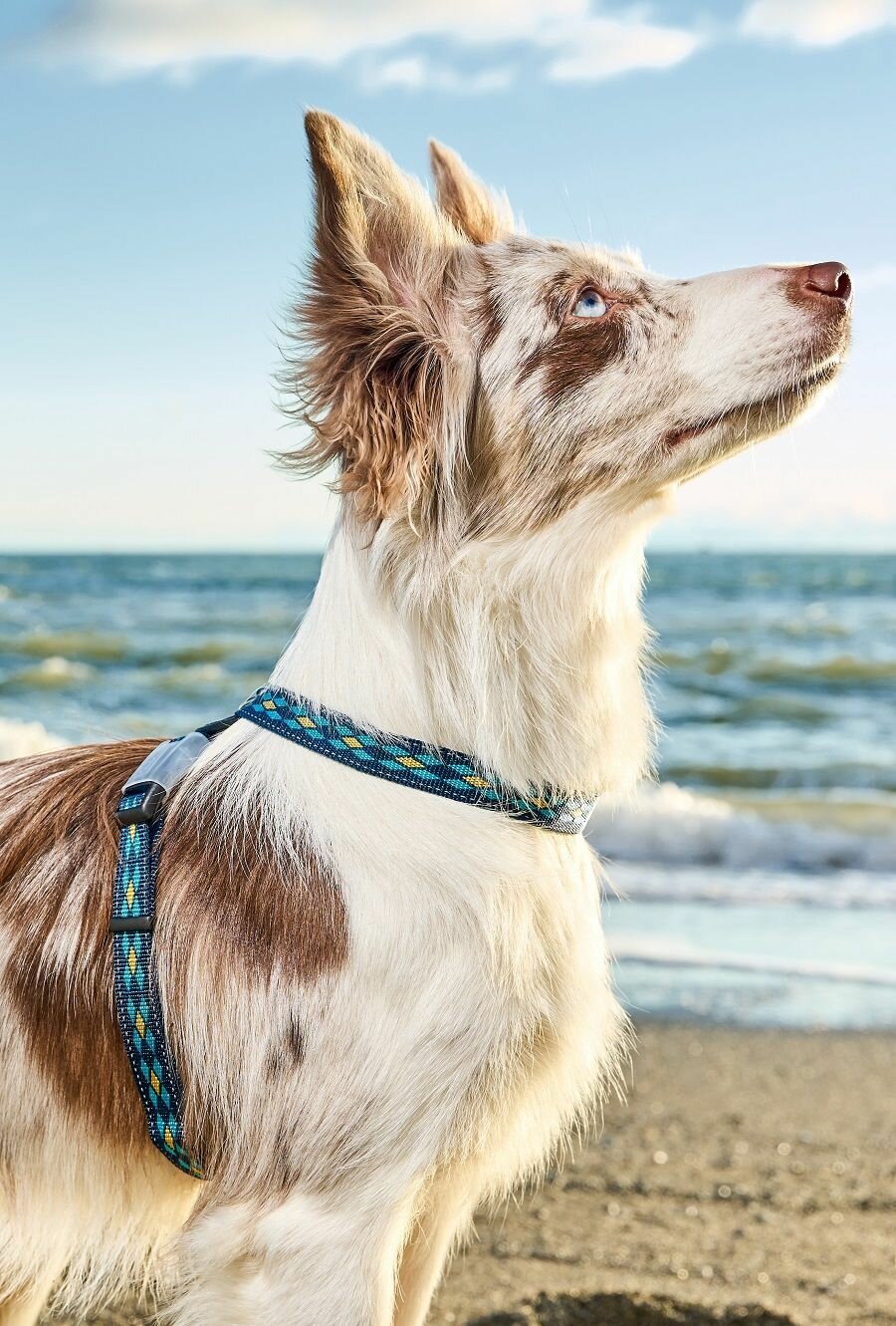 Шлейка для собак Japan Premium Pet со светоотражением и с функцией распределения нагрузки при рывке, синий, размер M.