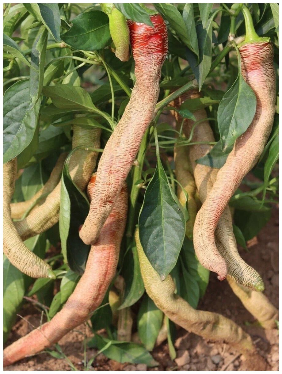 Семена перца "Македонский", острый, однолетний, срок созревания 120-130 дней