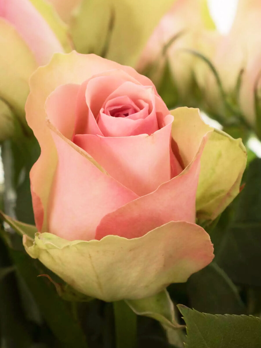 Роза чайно-гибридная Бель Роуз , 1 саженец , многолетняя , розовая