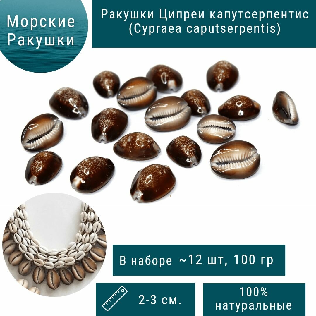 Морские ракушки Каури Ципрея капутсерпентис натуральные 100 гр.