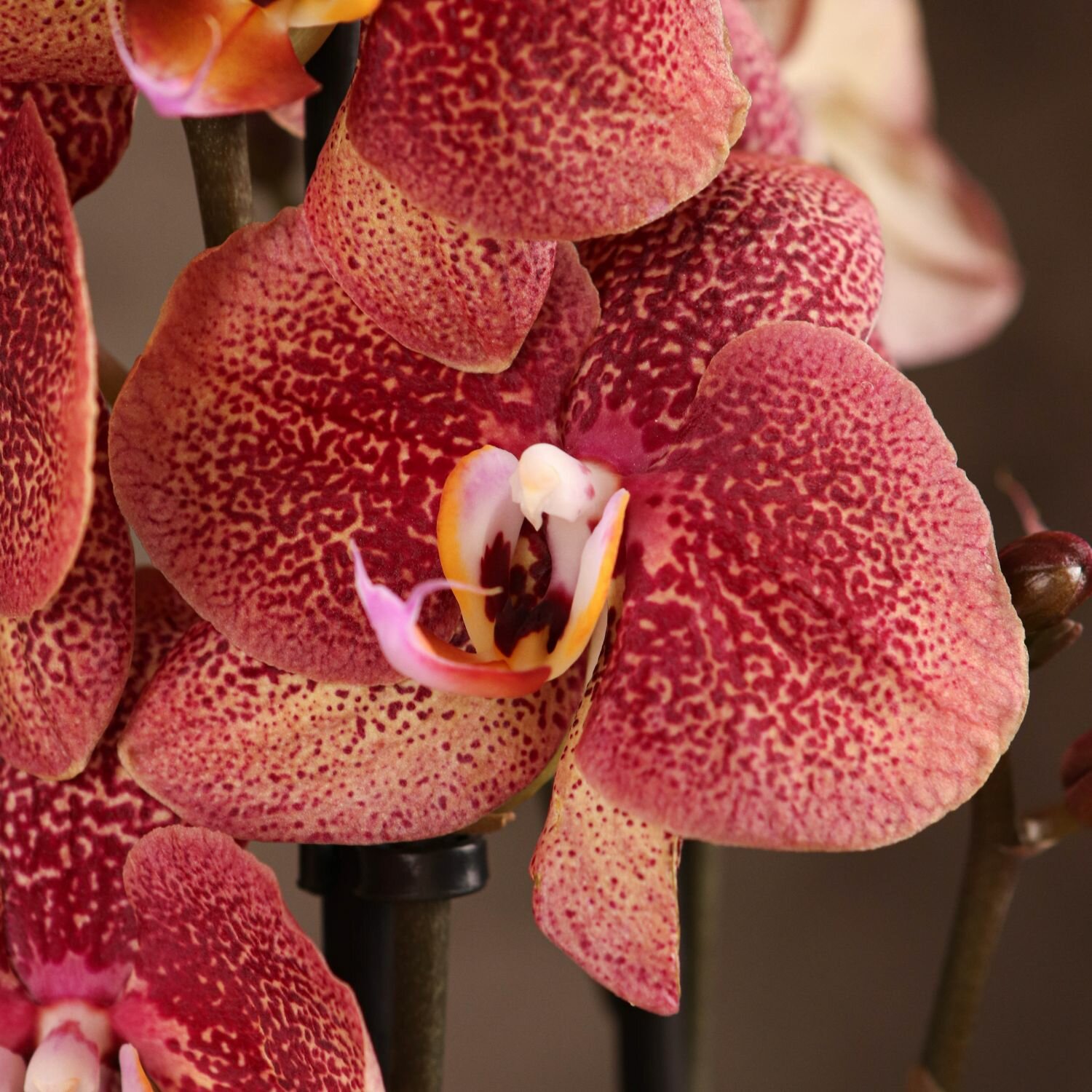 Орхидея Фаленопсис Toulon 2 ст