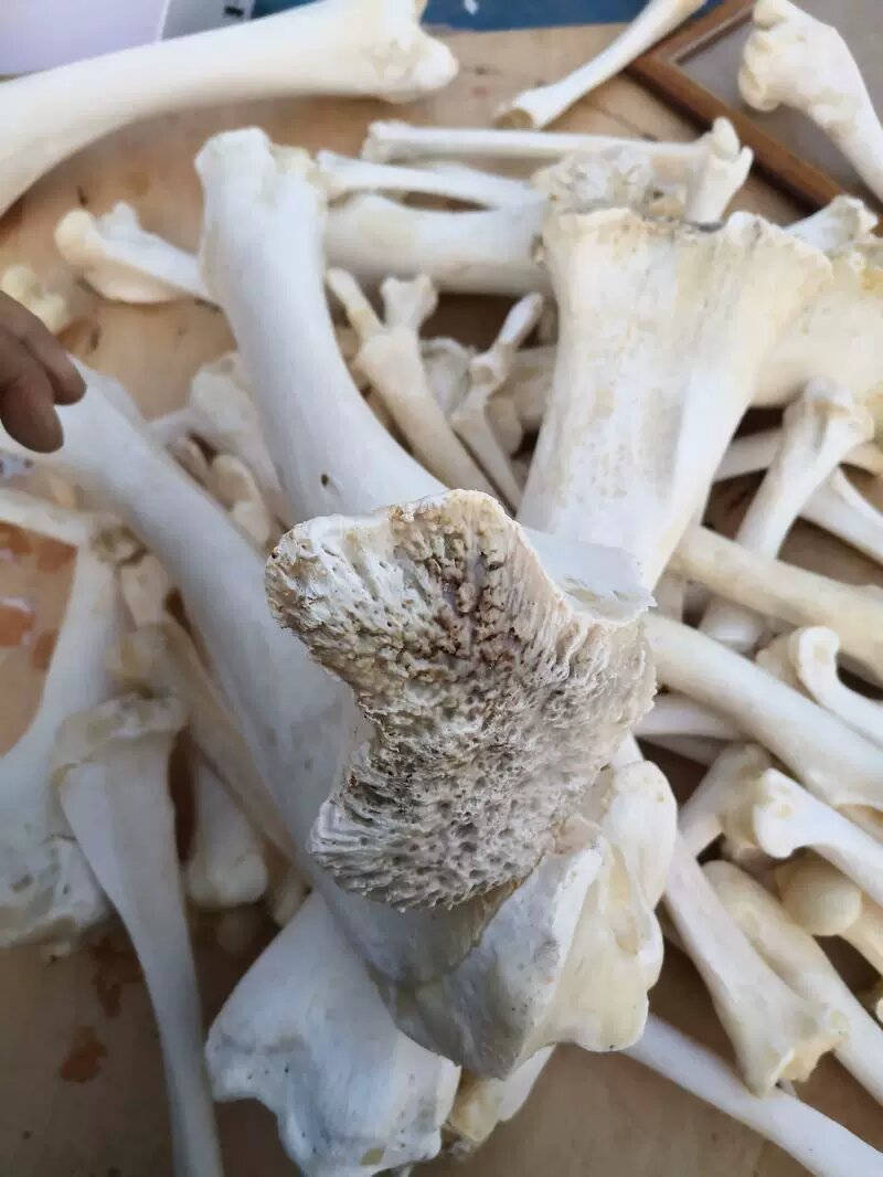 Образцы бычьих костей, отбеленные кости ягнятины, практика резьбы по костям ягнятины, ручная роспись, обучение ремеслам
