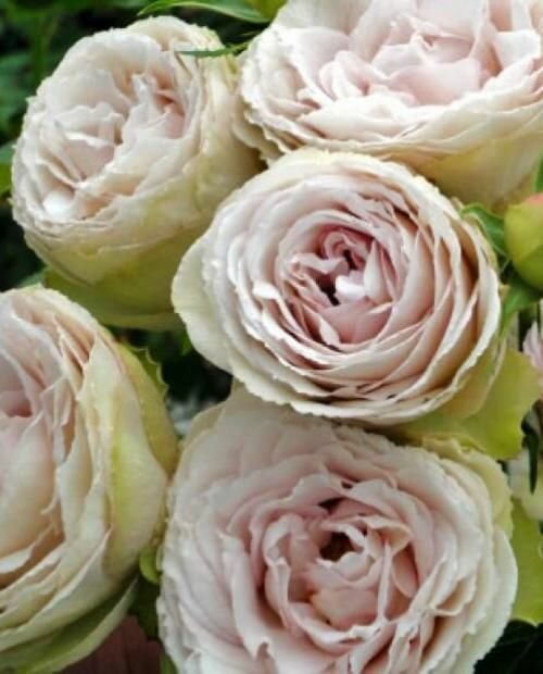 Роза спрей Сильвер Лэйс, многолетняя, морозостойкая, высотой 60 см, 1