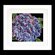 "Гортензия (Hydrangea) канва" 18 Aida Thea Gouverneur (Нидерланды) арт. 497A