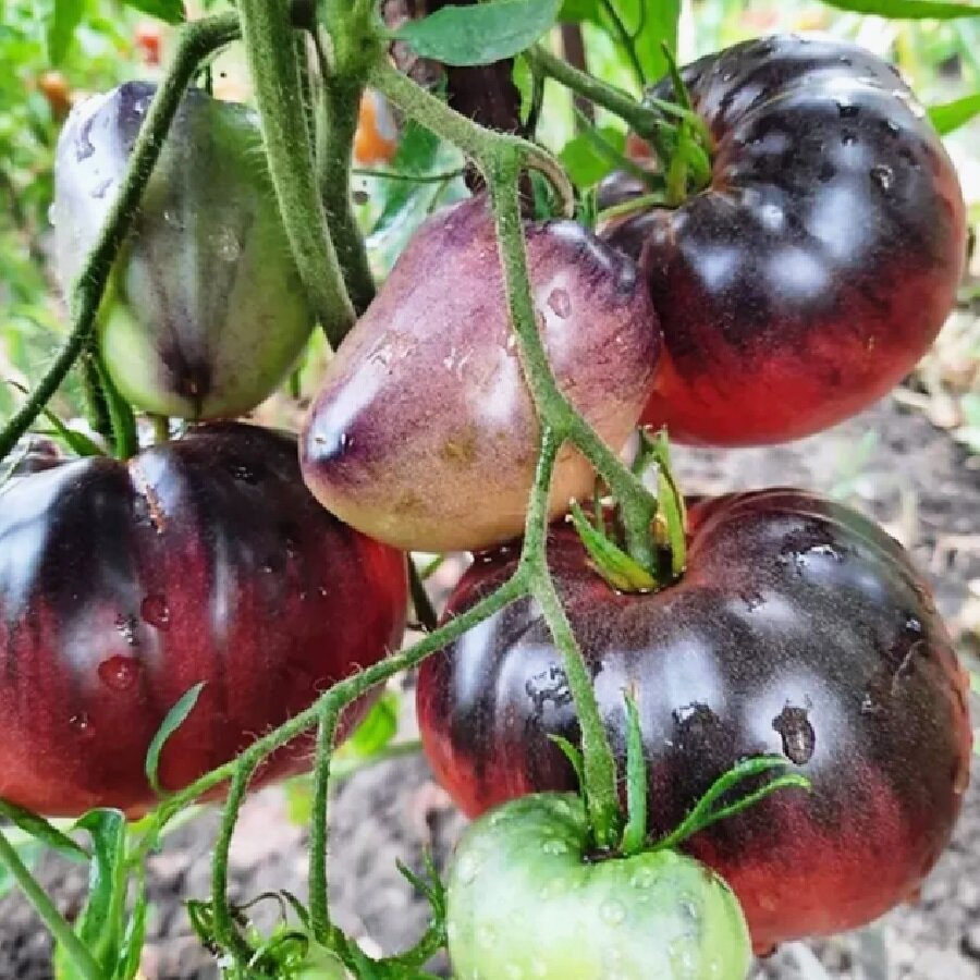 Семена Деодар Томат Младший сержант 10 шт.