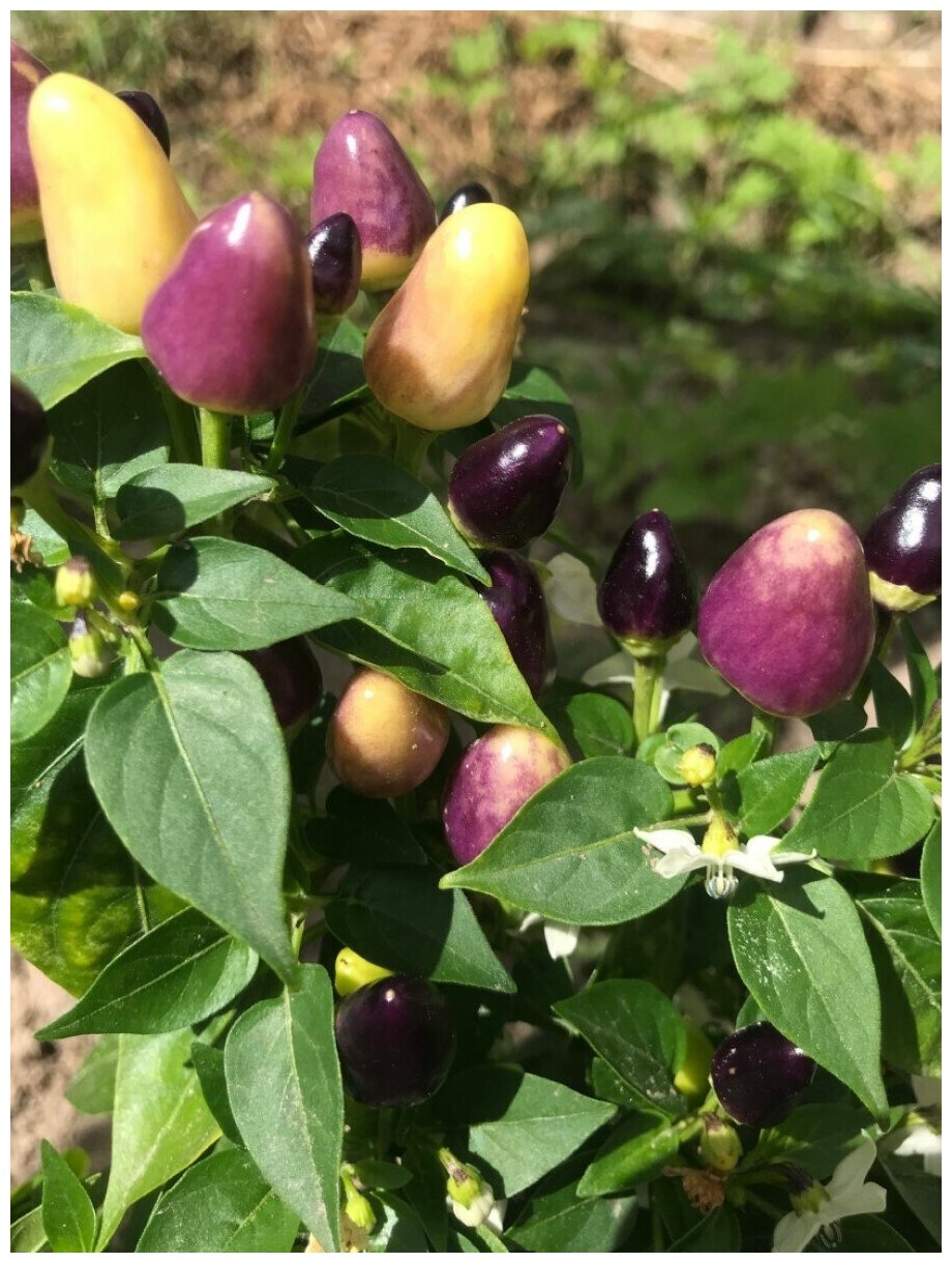 Острый перец Пиковая Дама семена 5 штук