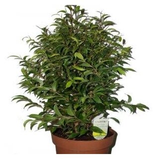 Фикус Бенджамина Наташа (40)