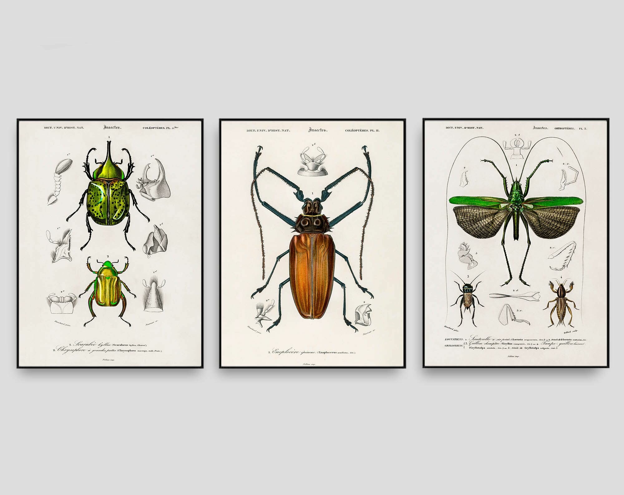 Набор постеров - "Жуки" А3 без рамы, 3 шт Виды жуков