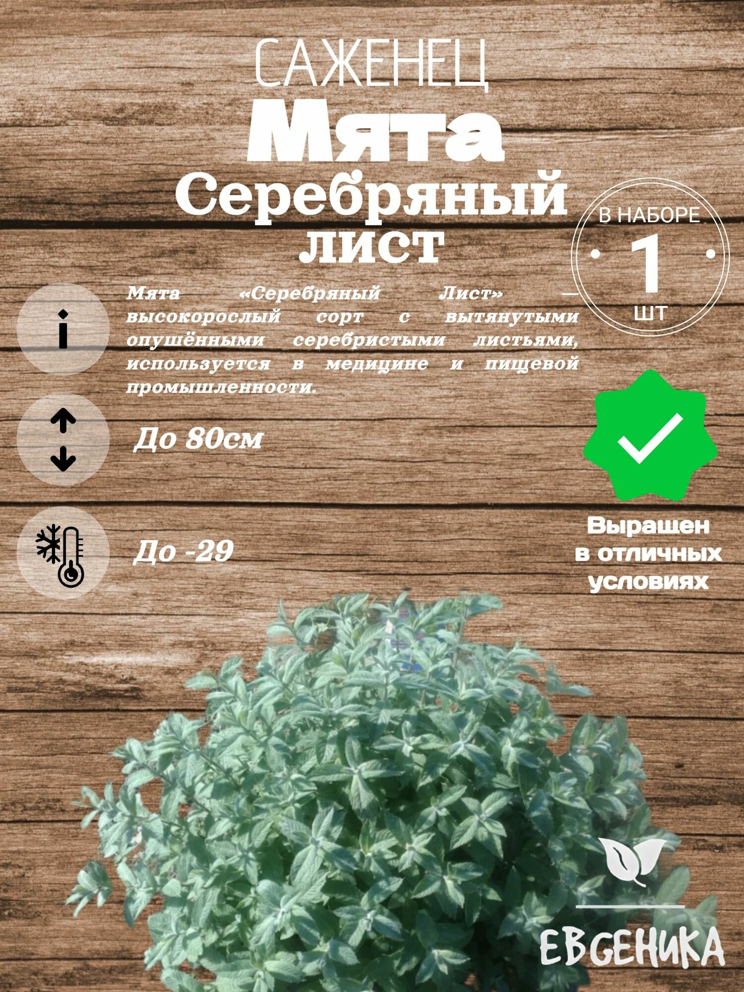 Мята Серебряный лист