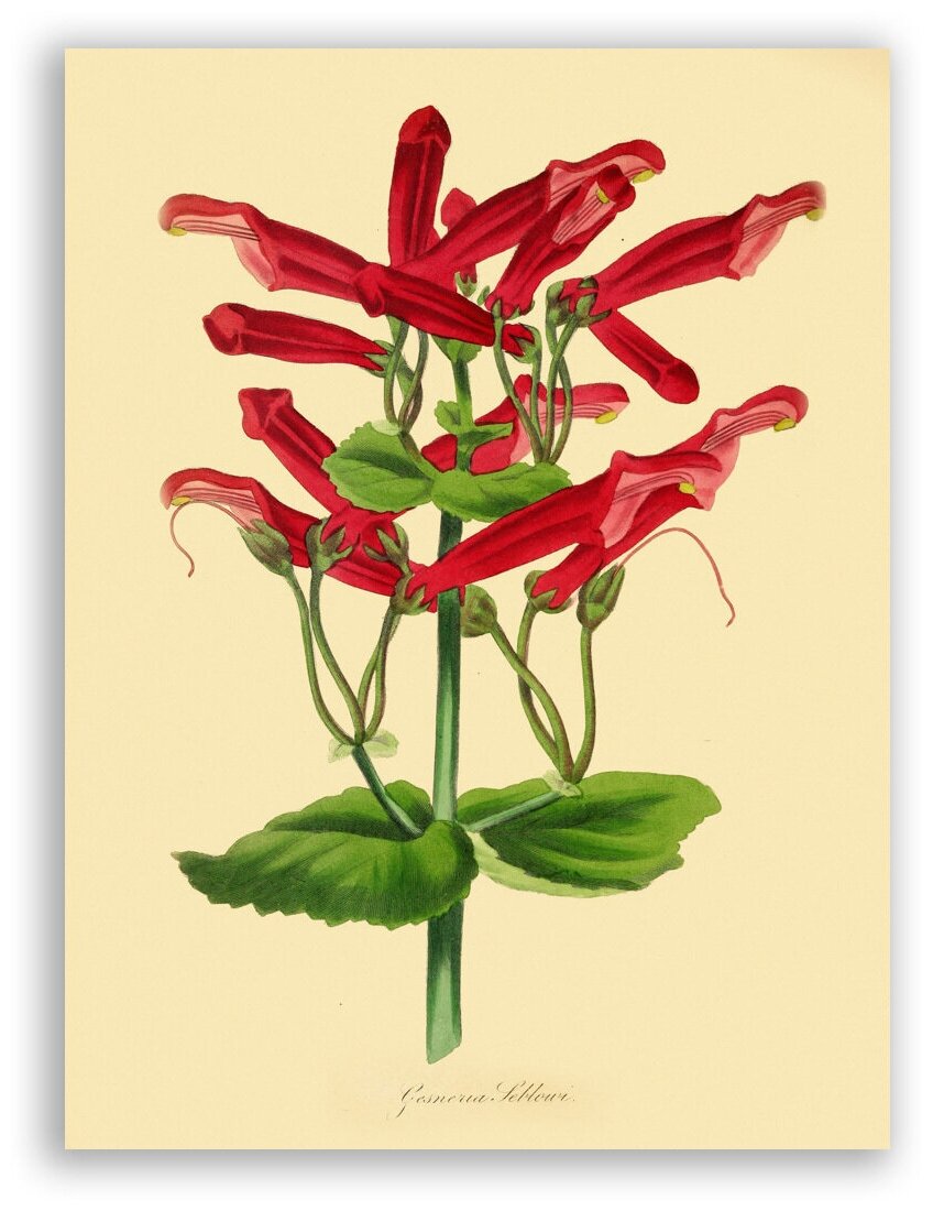 Гравюра Постер на бумаге / Gesneria Selloi