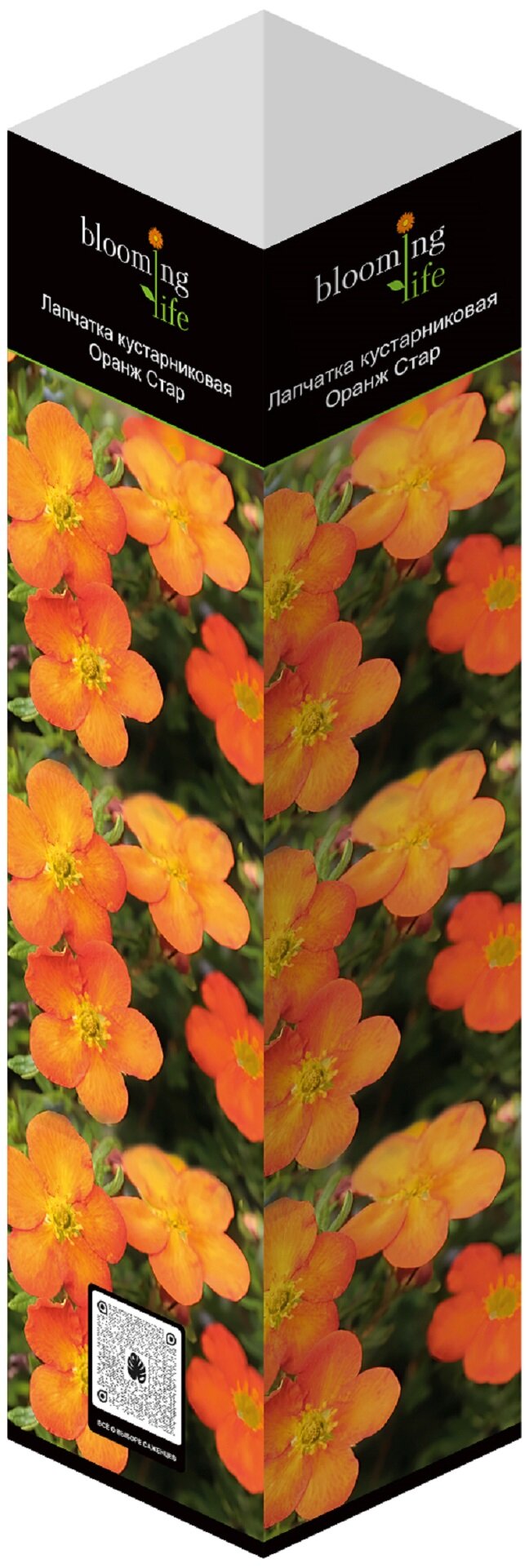 Лапчатка кустарниковая Оранж Стар
