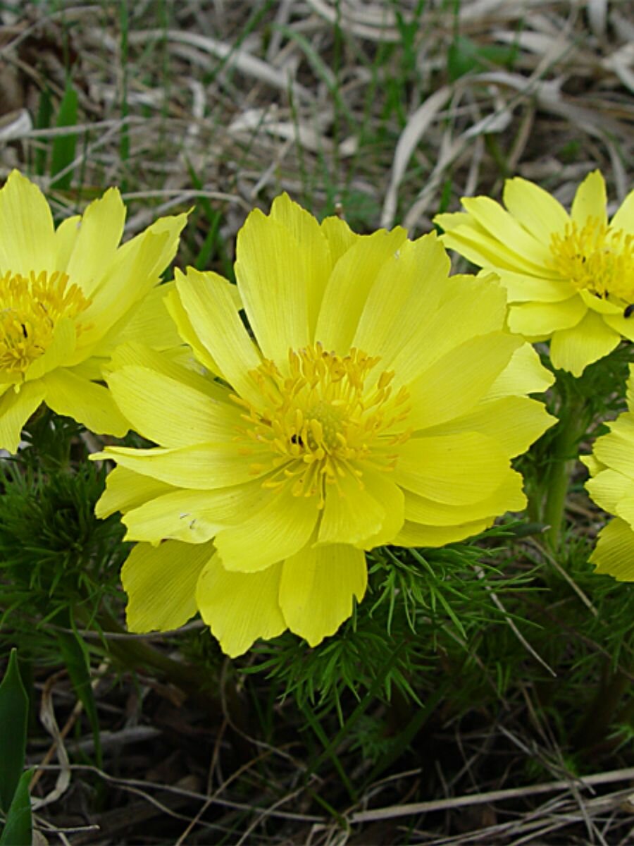 Семена Адонис сибирский (Adonis apennina), 10 штук