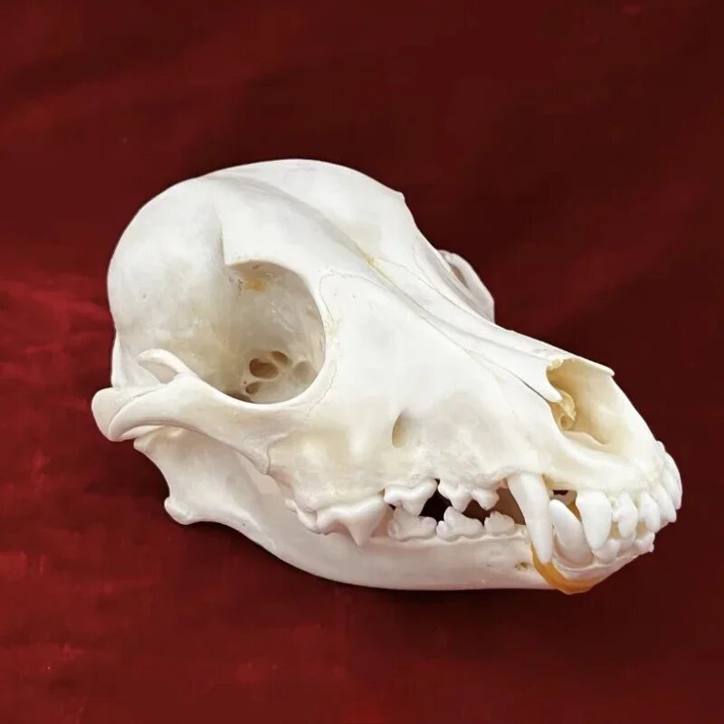 Коллекционная статуэтка черепа крокодила из смолы, Dog 20-24CM