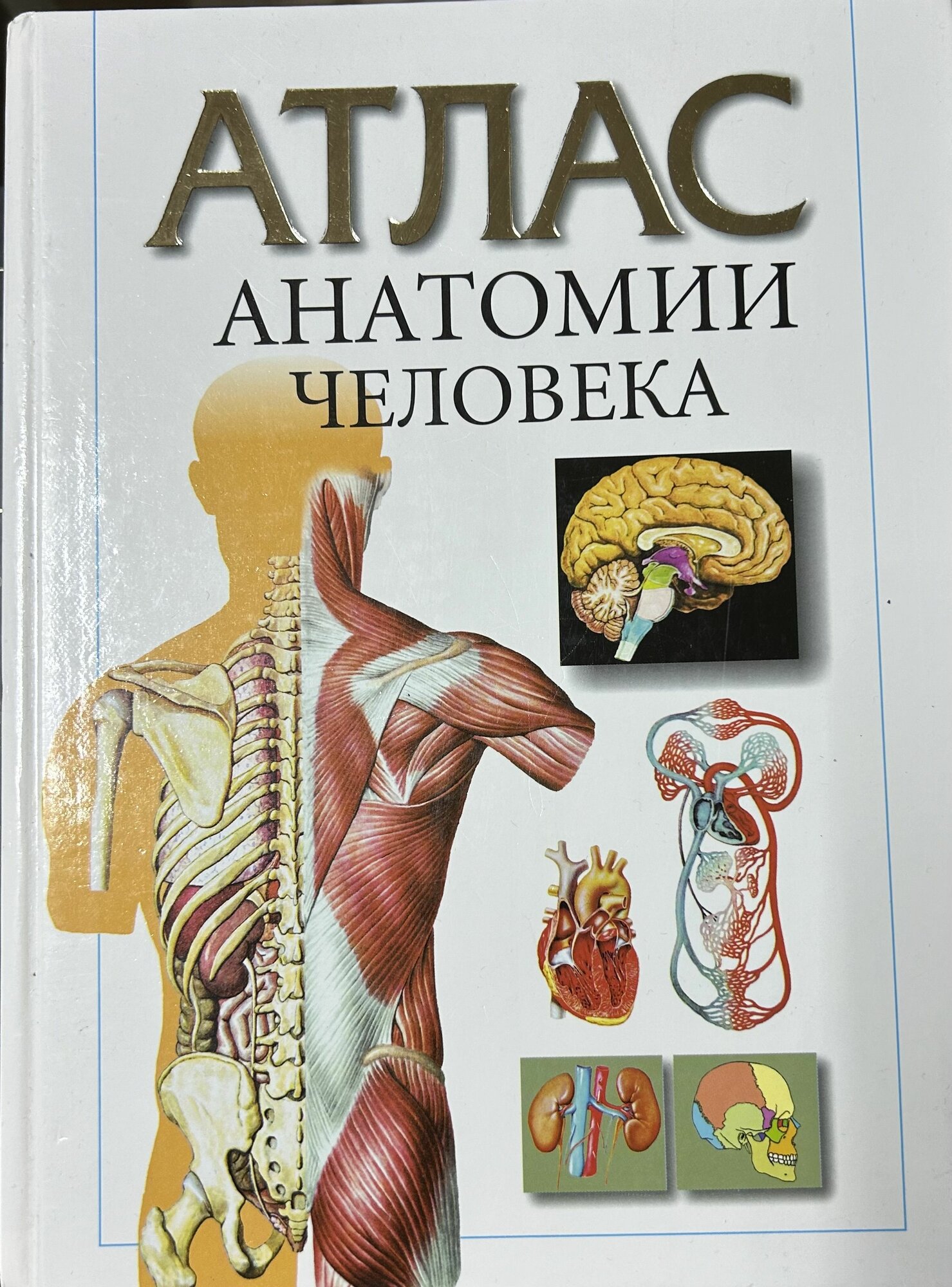 Атлас Анатомии Человека. Учение о костях