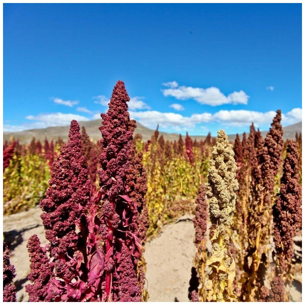 Семена Орешка Киноа коричневая 10000 ШТ