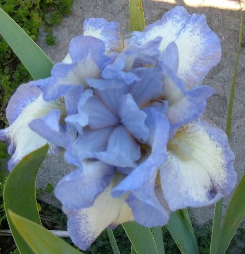 Ирис бородатый Фротингслош луковицы, клубни, корни цветов