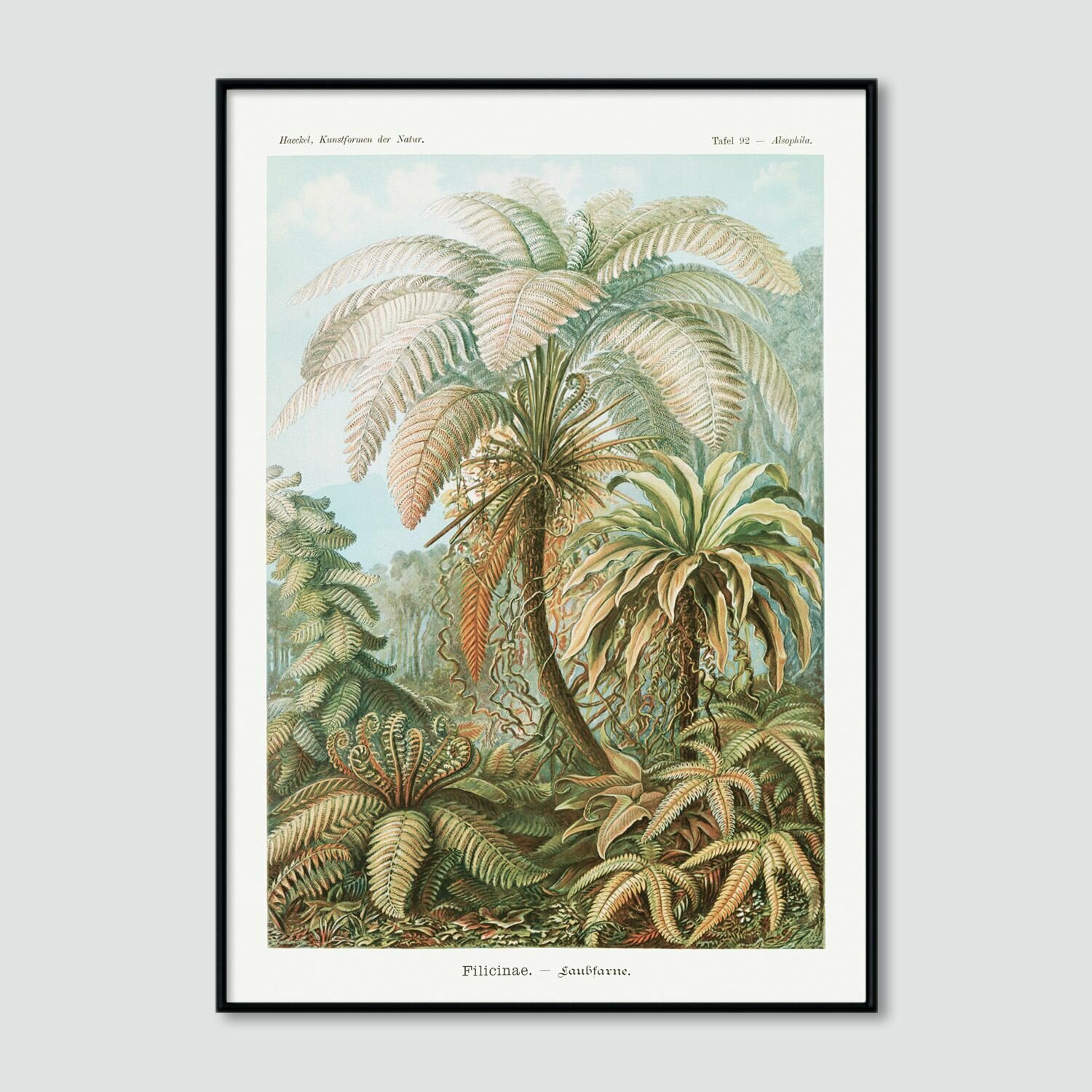 Постер в раме 50х70 Postermarkt, Ботаника Ernst Haeckel №2