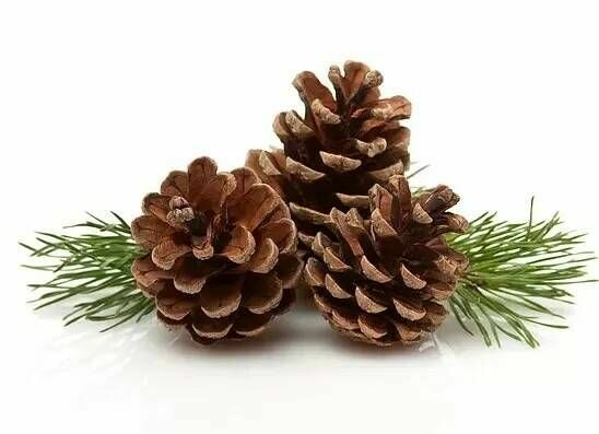 Шишки сосновые (Маленькие) 50 штук