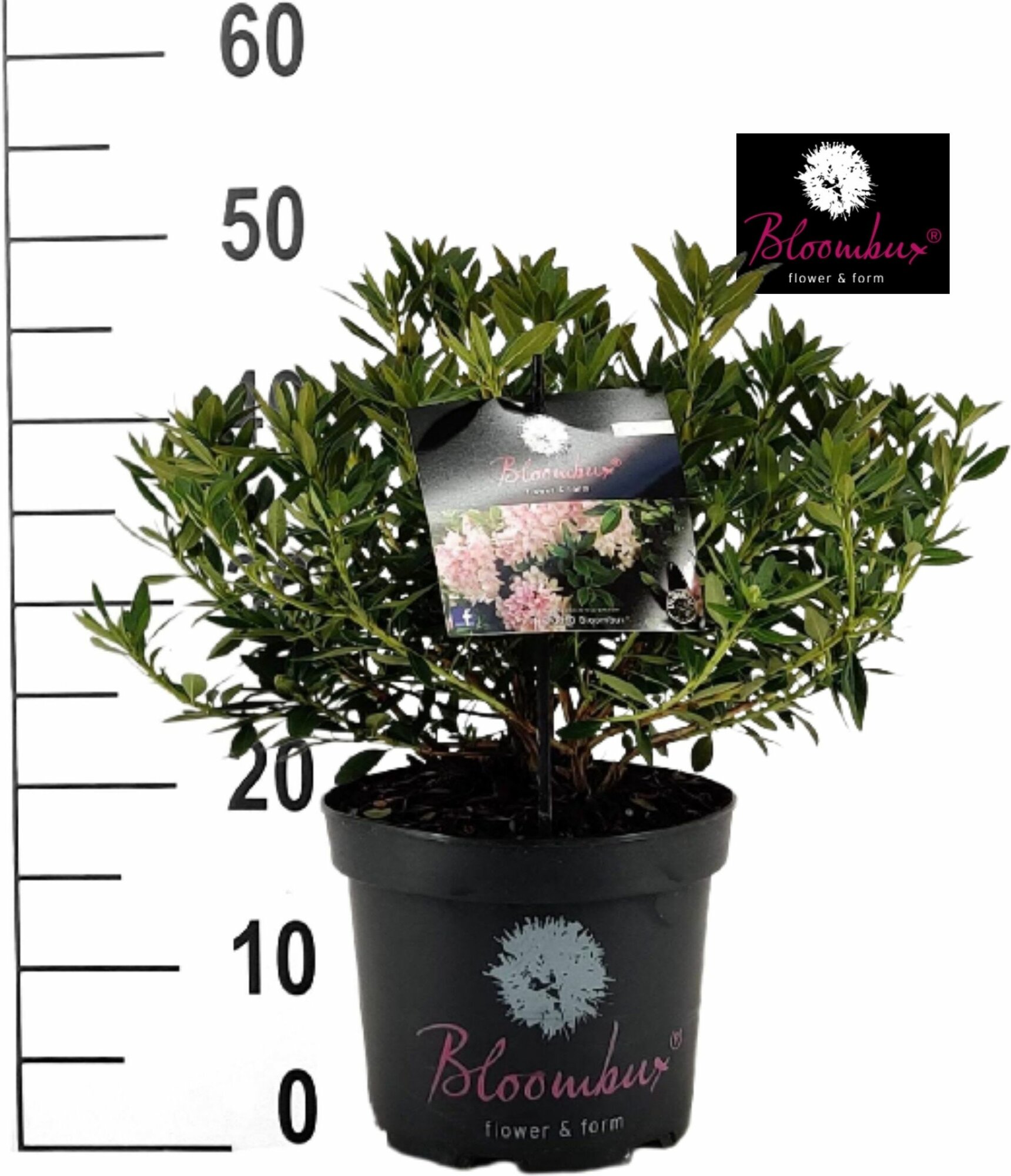 Рододендрон Блюмбукс, саженец, компактный, неприхотливый, зеленый