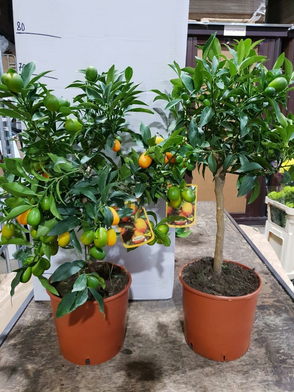 Кумкват Маргарита - Fortunella Margarita D22 H70