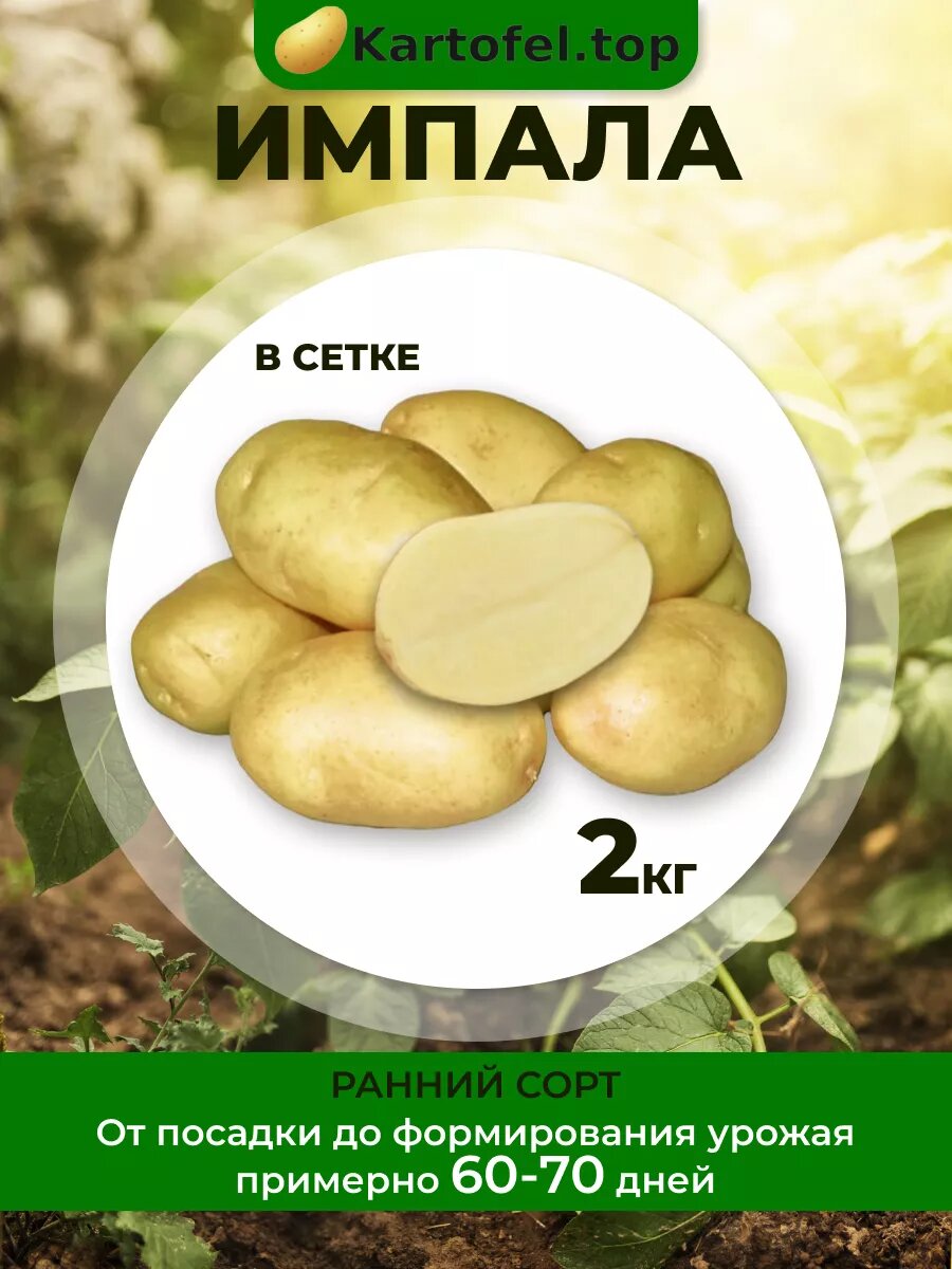 Картофель семенной Импала 2 кг