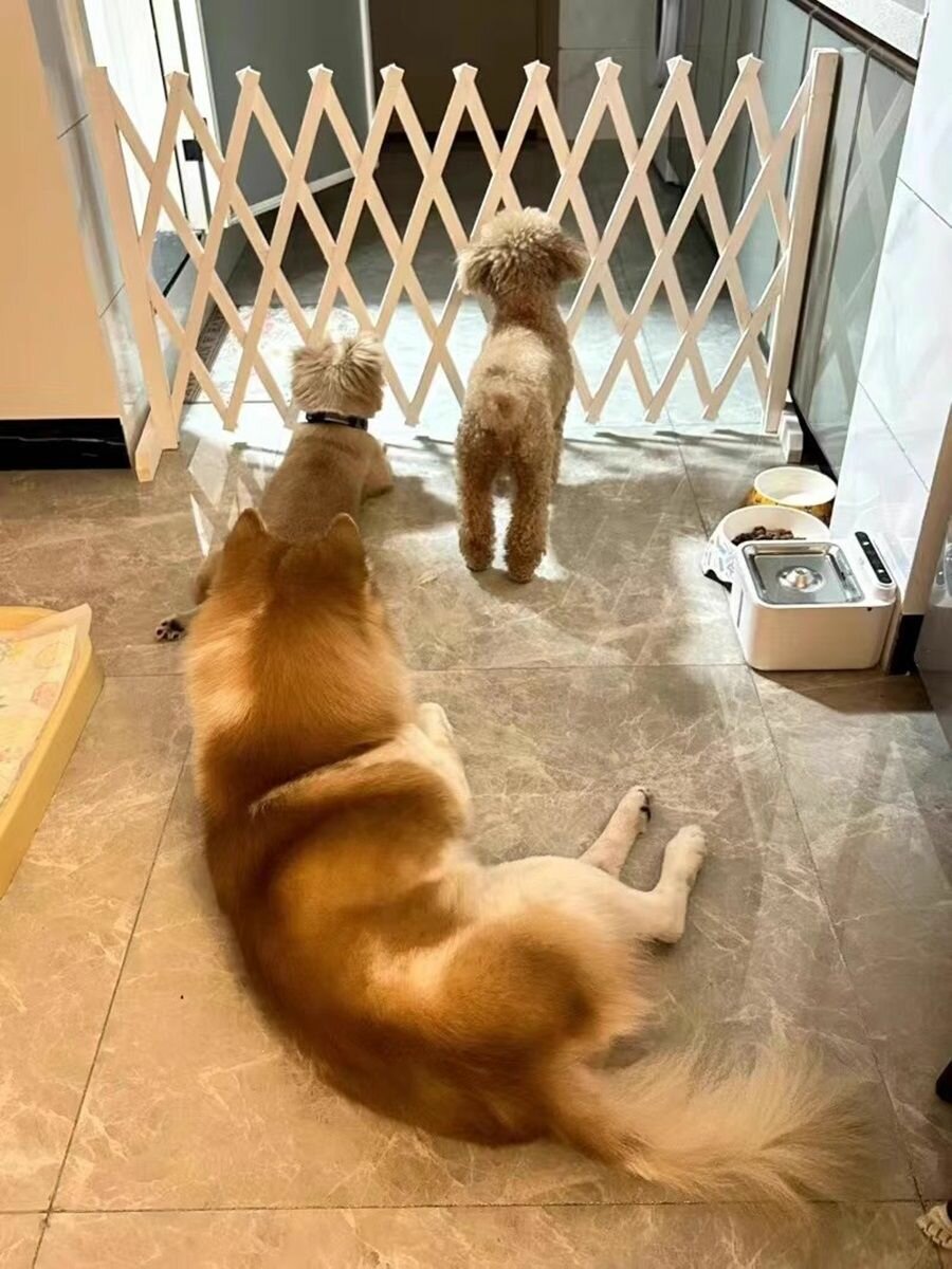 Лента заборная