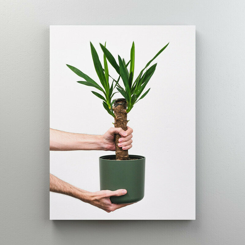 Интерьерная картина на холсте "Растение Юкка в сером кашпо" размер 45x60 см