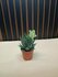 Комнатное растение Цветочная Лавка "Aloe Tiki-Tafi", алоэ, декора...