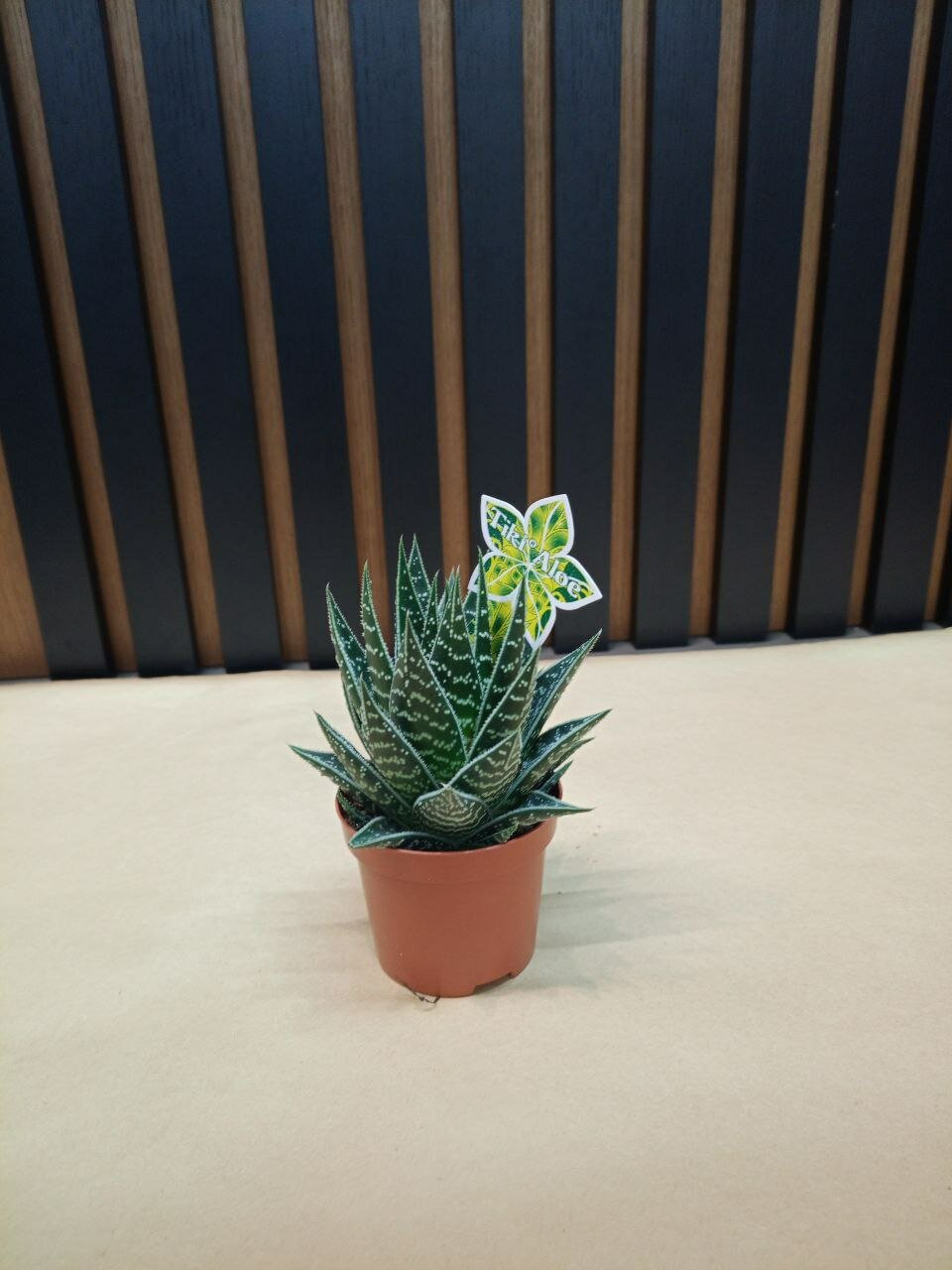 Комнатное растение Цветочная Лавка "Aloe Tiki-Tafi", алоэ, декоративное, высота 20 см