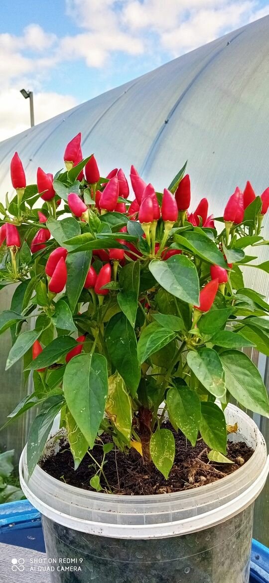 Семена Острого перца Little Elf 7шт+ бонус