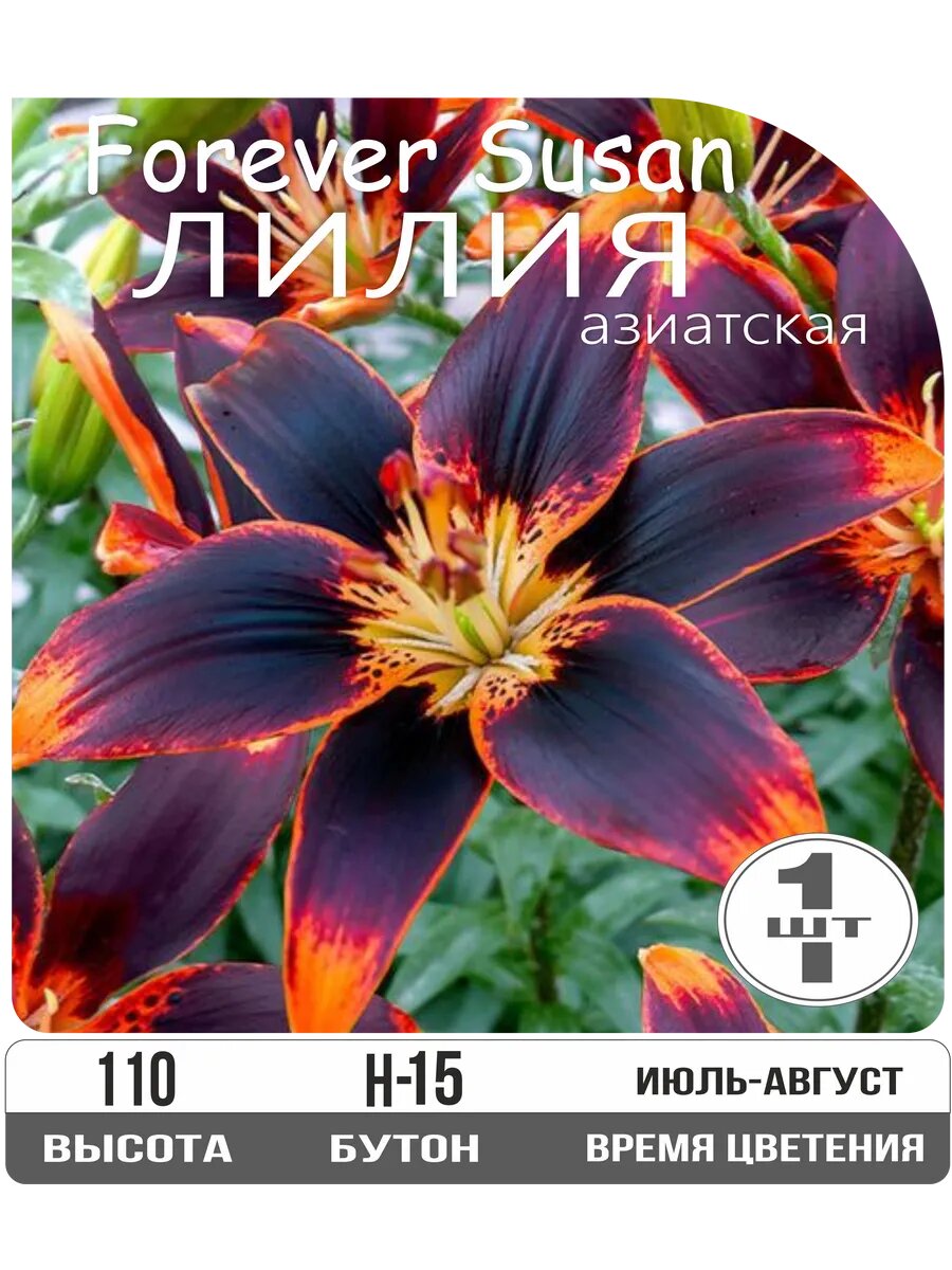 Лилия луковицы многолетние Форевер Сьюзан, азиатская, 1шт. высота 110 см
