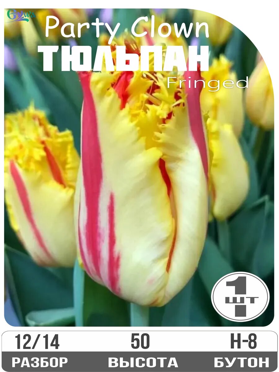 Тюльпаны луковицы Пати Клоун 1шт крупные, разбор 12/14