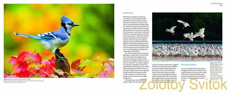 Книга "Mastering Bird Photography" Marie Read, мягкая обложка, на английском — фото 1